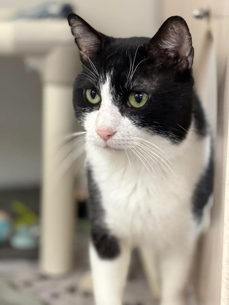 Cats — Volunteers For Animals