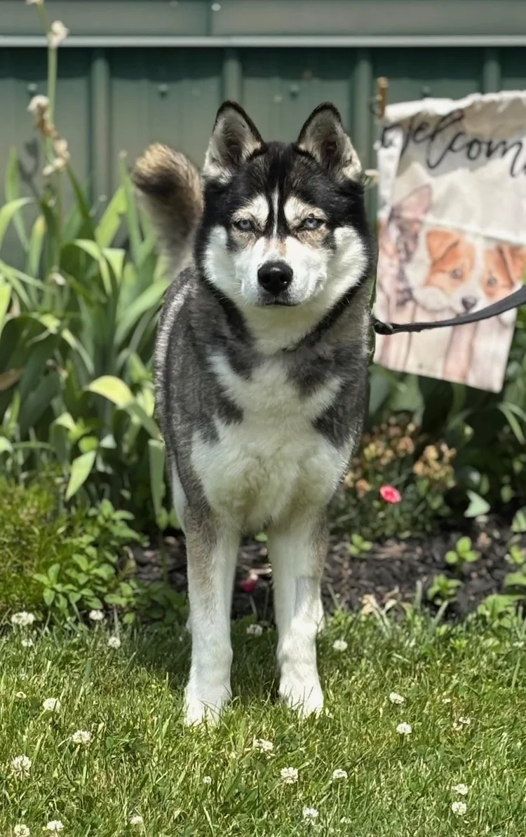 Dogs — Volunteers For Animals