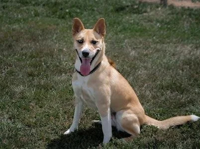 Dogs — Volunteers For Animals