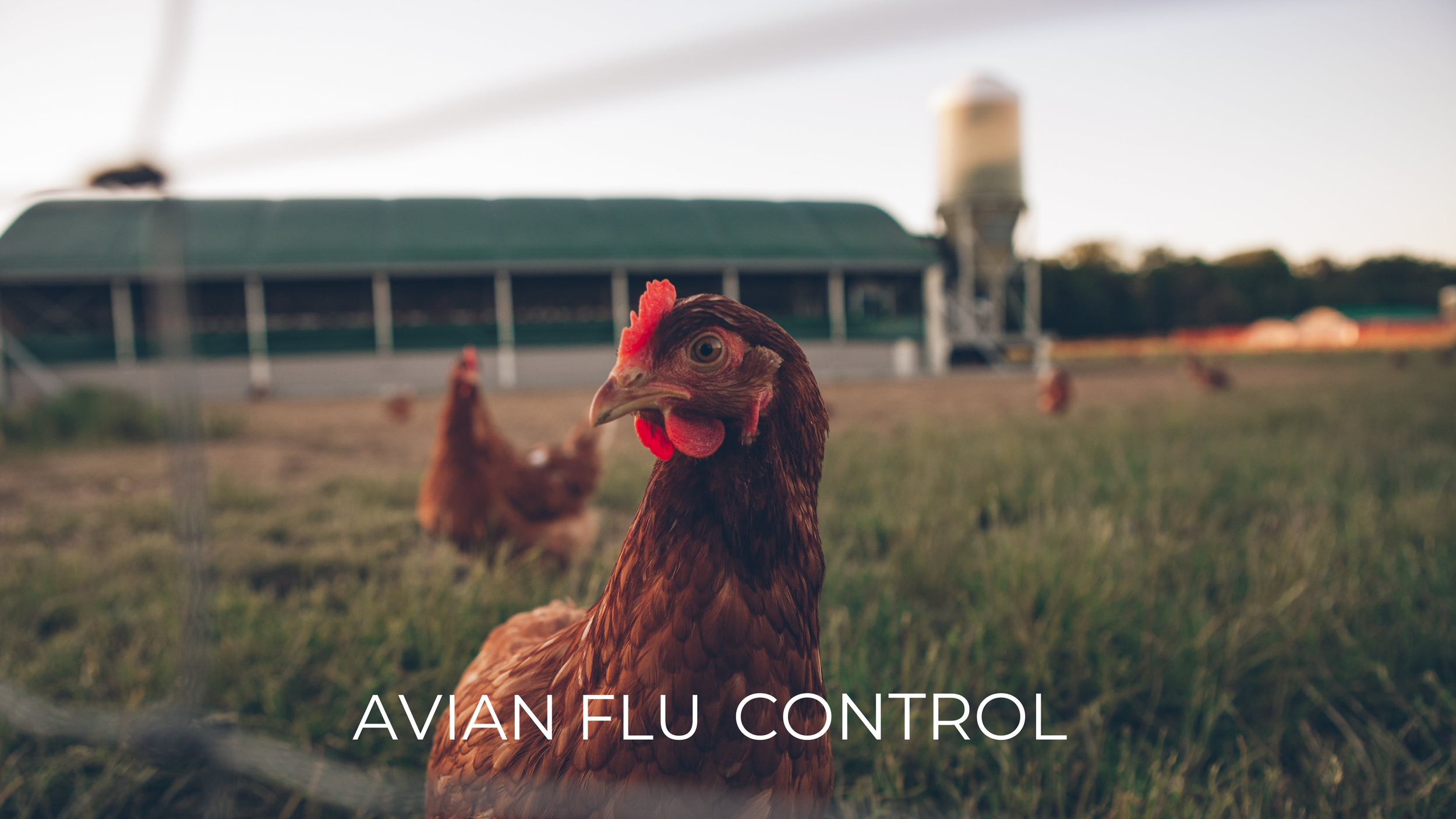 Avian Flu Control in Poultry | Vapour Science's Innovative Approach ...