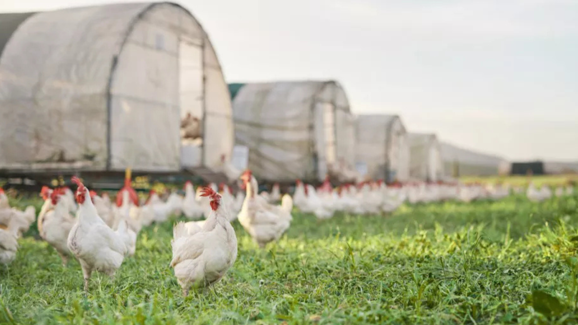 Avian Flu Control in Poultry | Vapour Science's Innovative Approach ...
