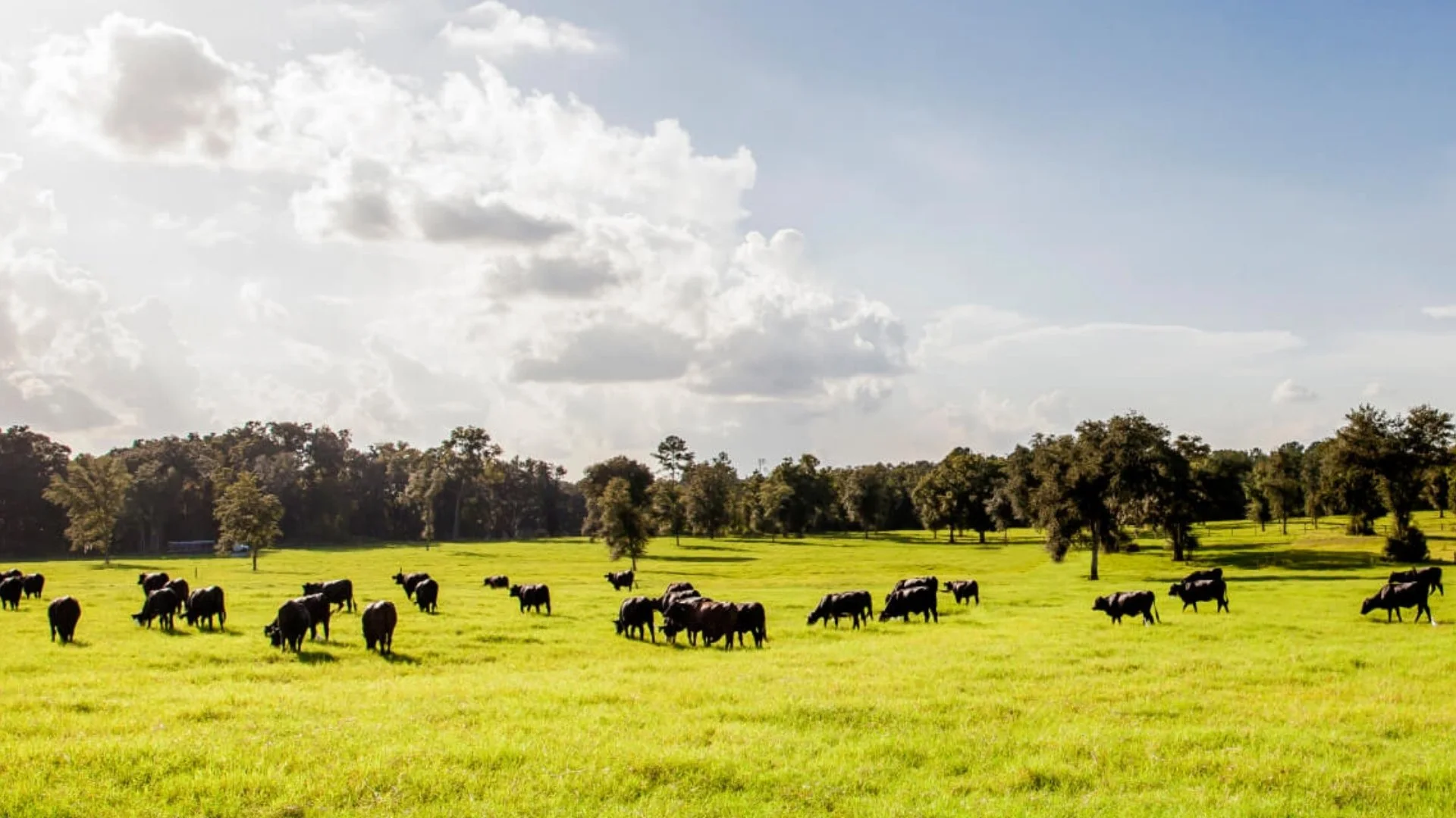 Frank's Organic Farms