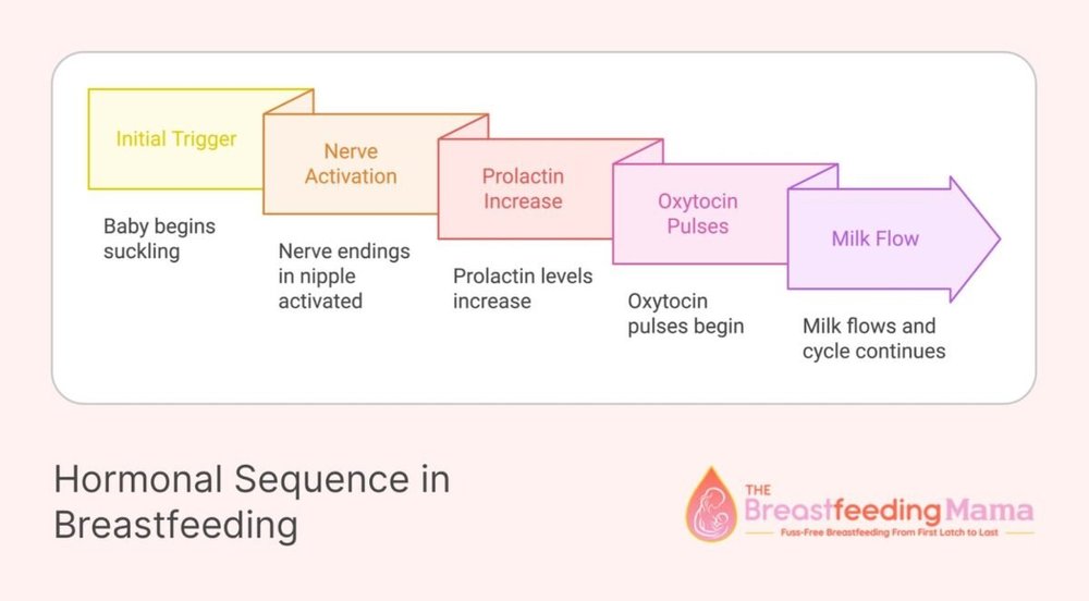 Prolactin vs Oxytocin in Breastfeeding: Comparing Their Roles — The ...
