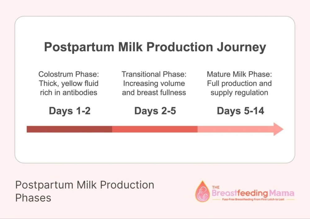 When Do Pregnant Women Start Lactating? Early Signs and What to Expect ...
