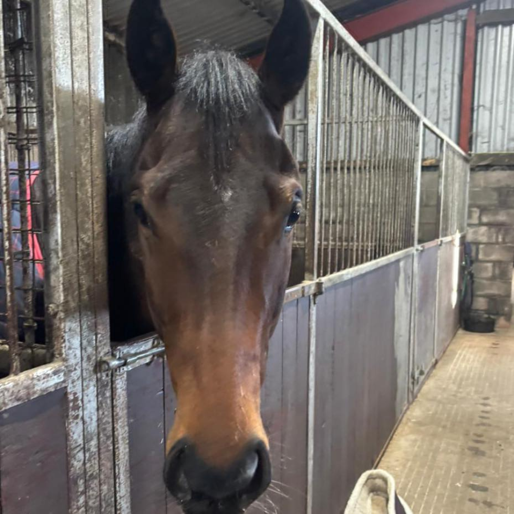Bertie — SB Racehorse Rehoming