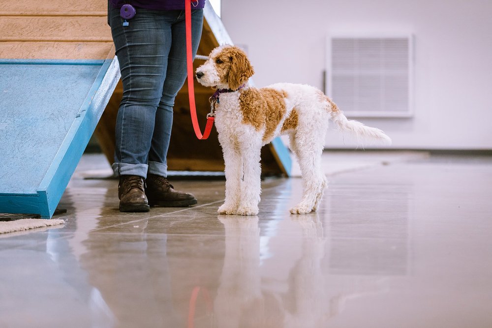 Task-Trained Service Dogs in Michigan — Canines for Change