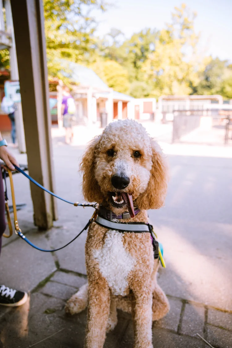 Task-Trained Service Dogs in Michigan — Canines for Change