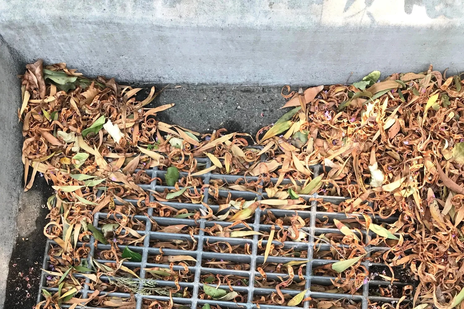 Keep Storm Drains Clean in Rainy Season! — Inventive Resources Inc.