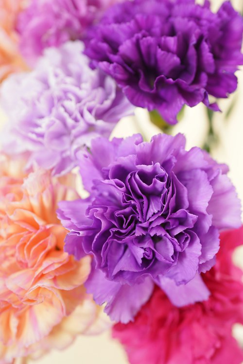 Flower Catalog — ESPRIT MIAMI