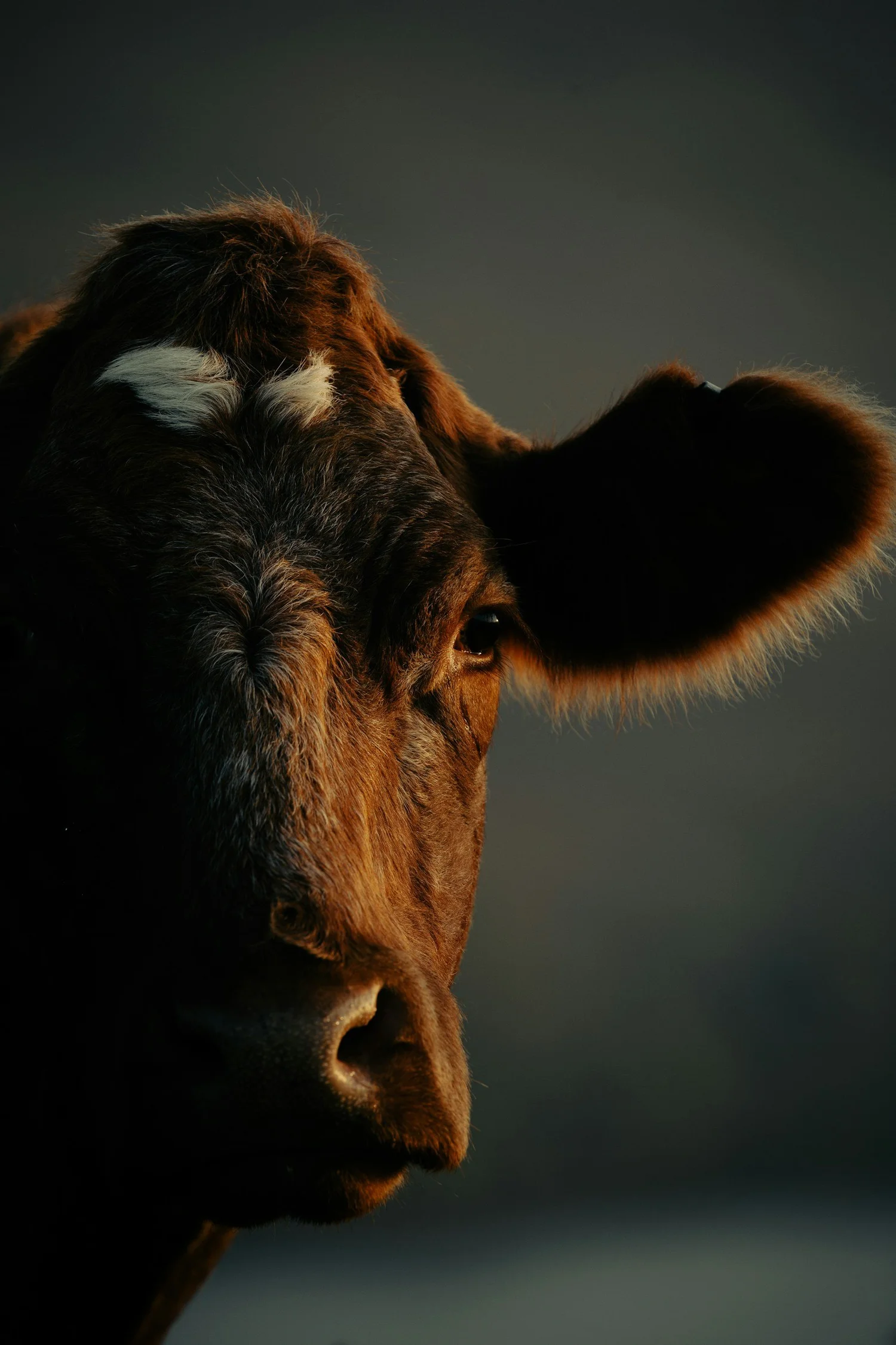 Meat & Social | Restaurant & Butcher in Wembley Park London
