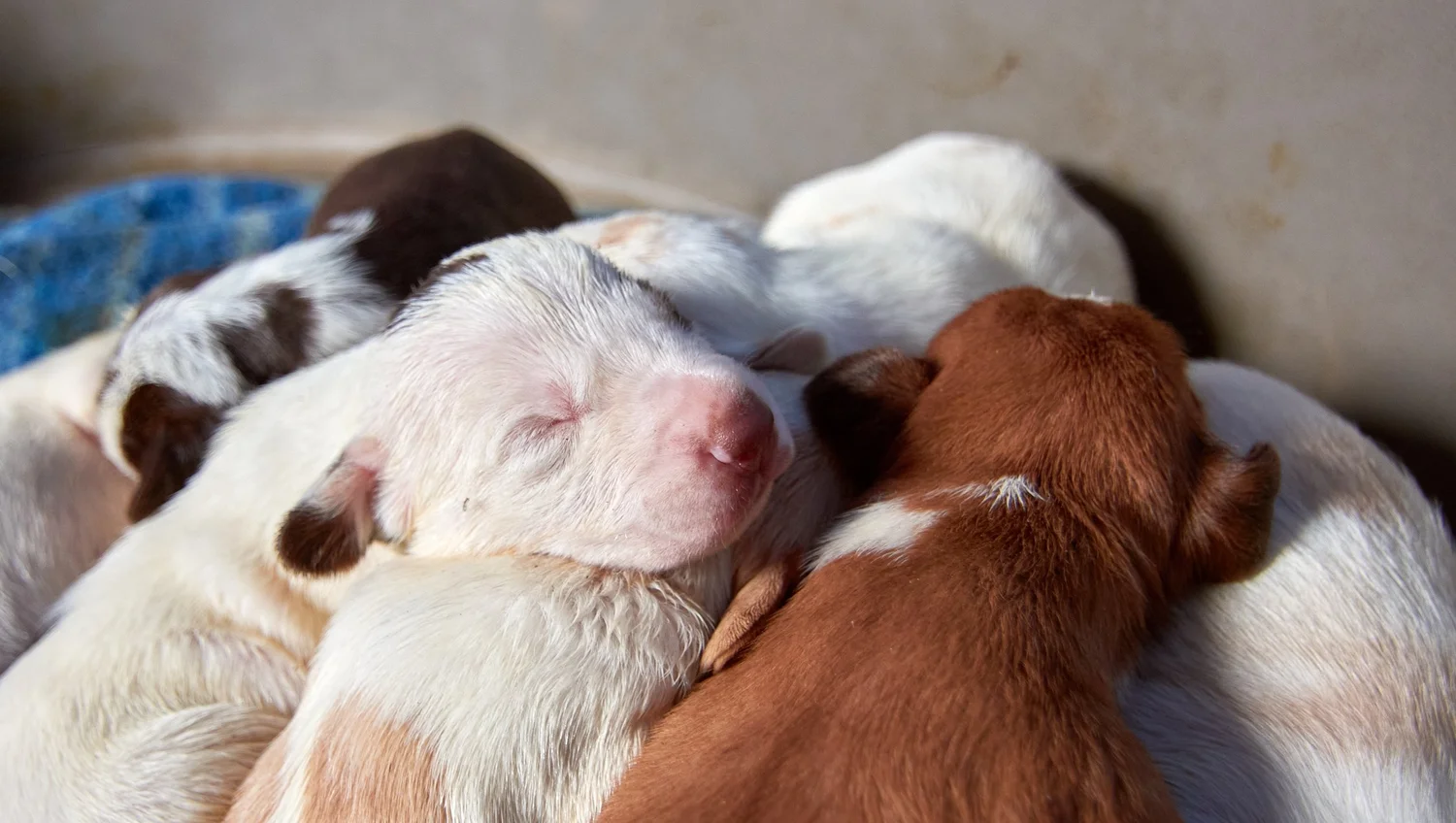 Programs — Laramie Animal Welfare Society