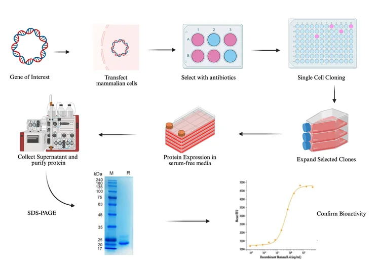 Recombinant Protein — PharmaPlanter Technologies