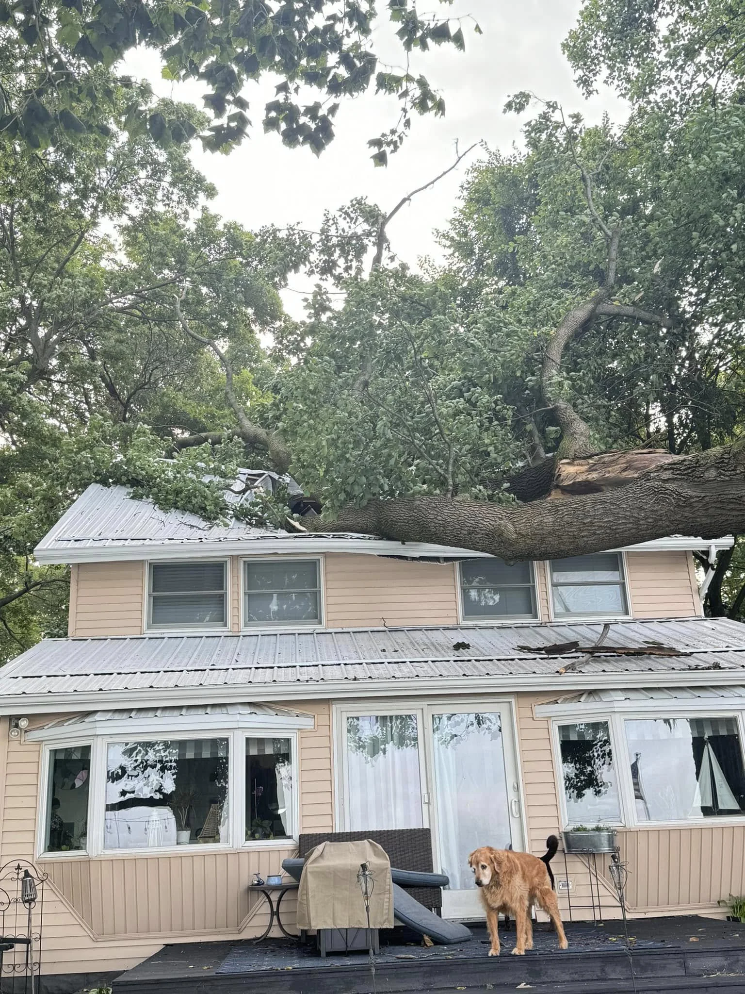 Tree on your roof in Kalamazoo? 911 Tree Experts responds 24/7 ...