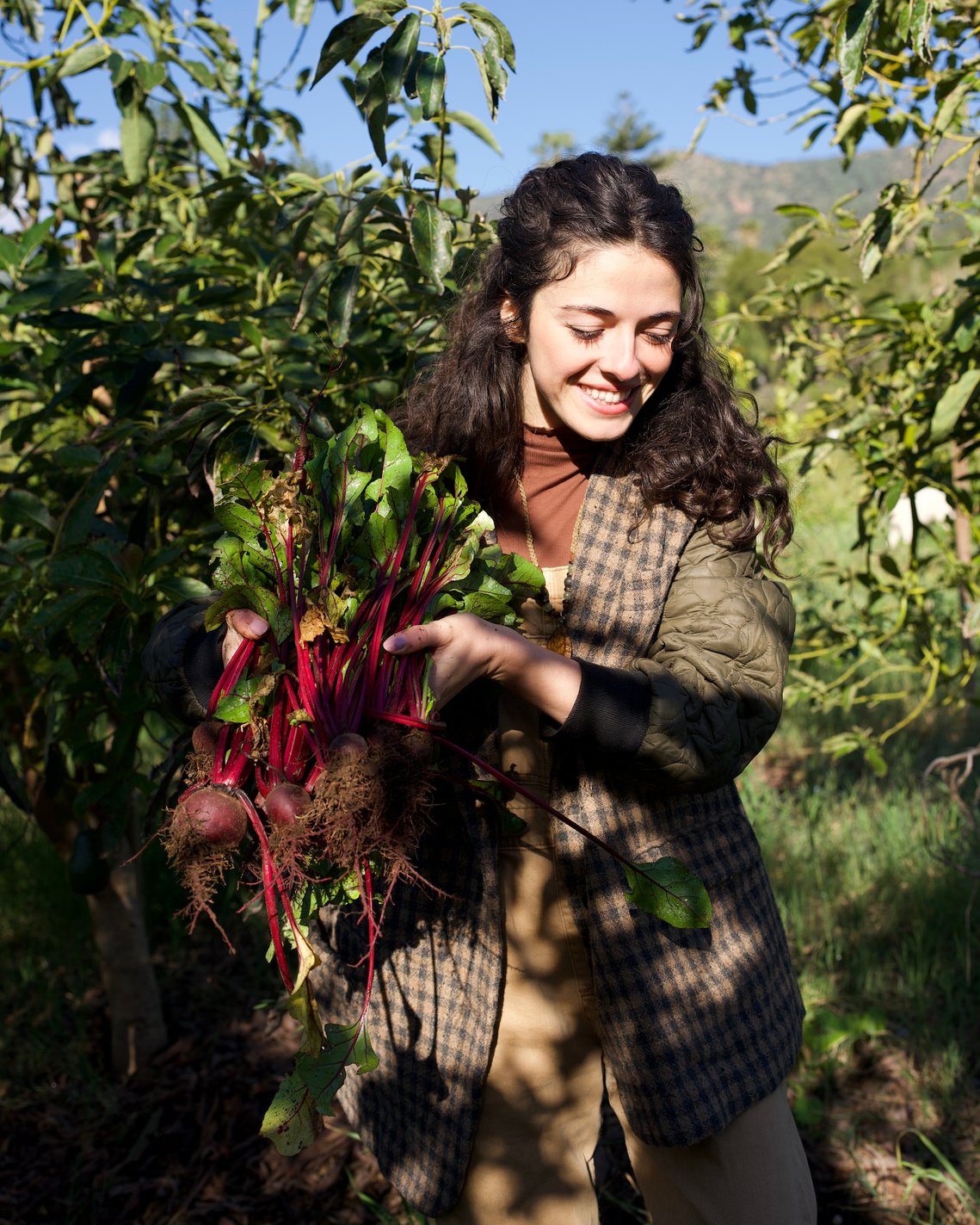 Syntropic Agroforestry — SYNTROPY