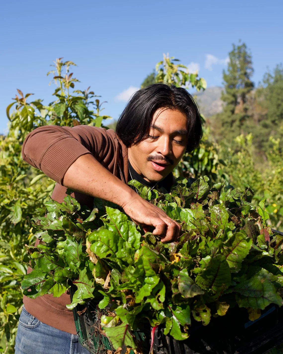 Syntropic Agroforestry — SYNTROPY