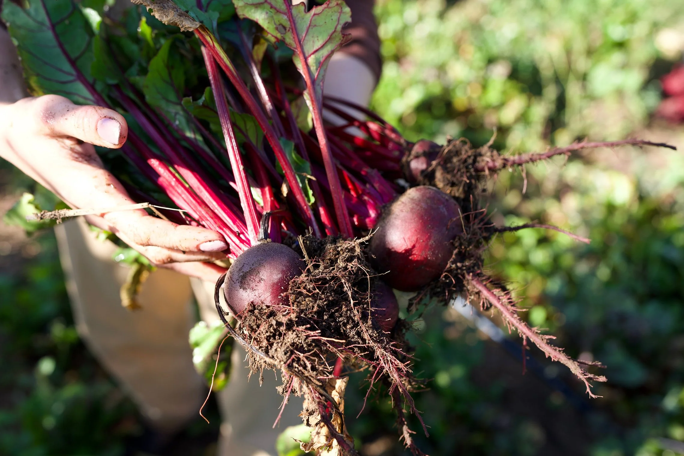 Syntropic Agroforestry — SYNTROPY