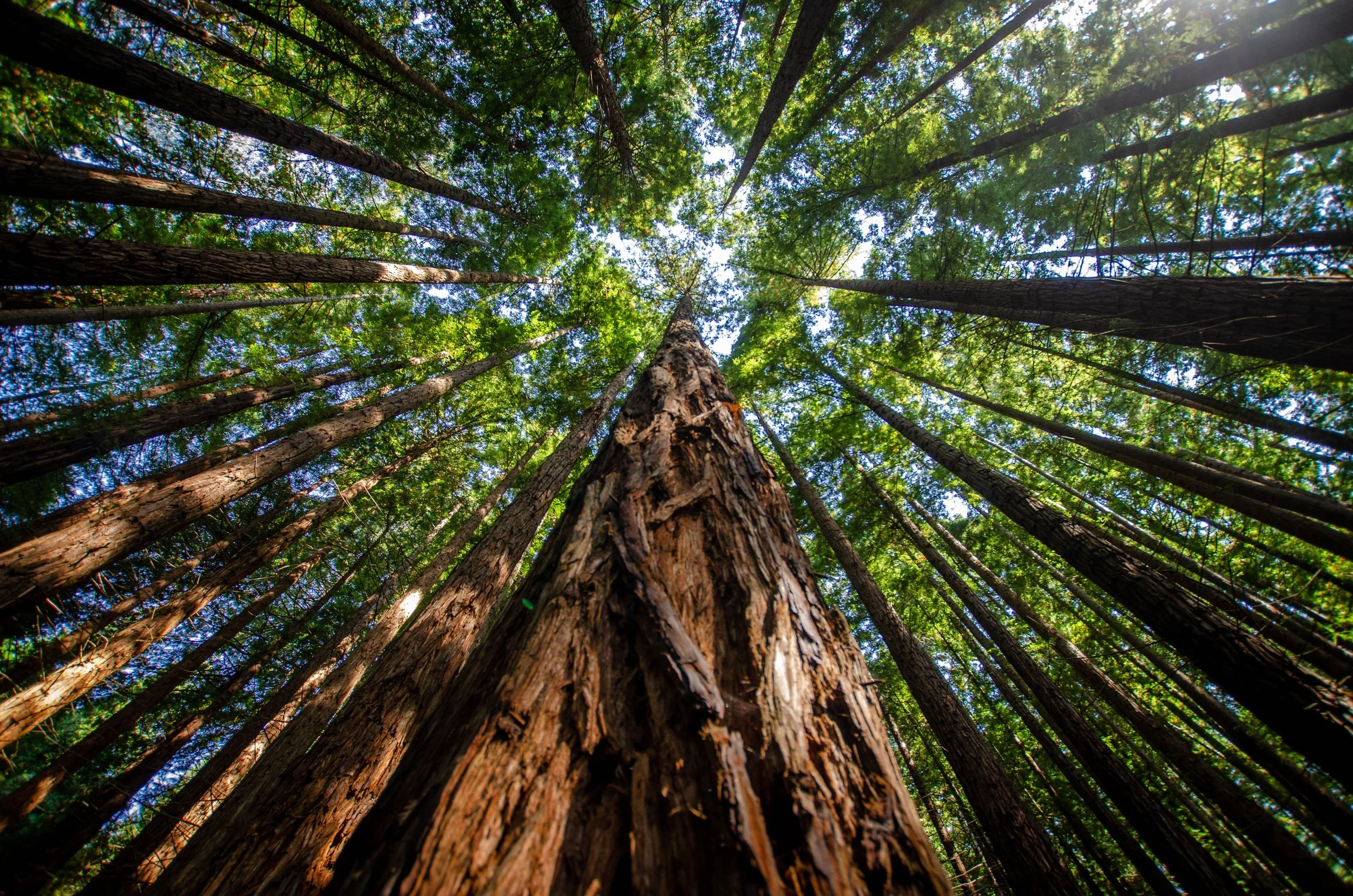 Conservation Strategy Group