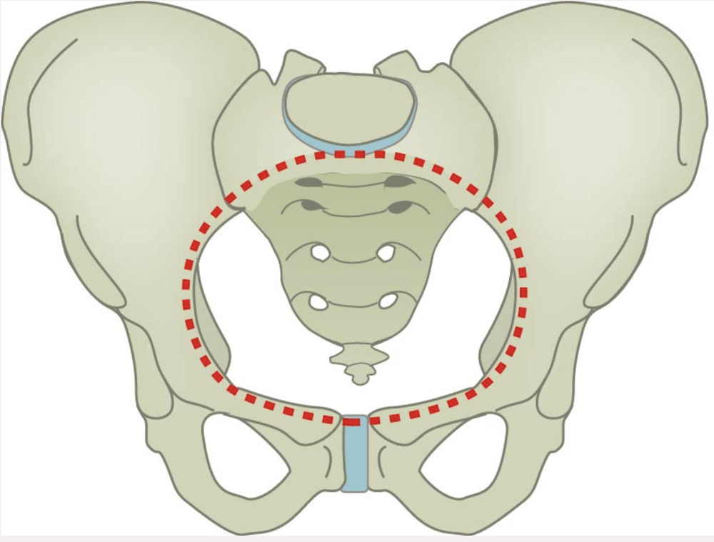 Pelvic Inlet vs Outlet? Let me tell you what you need to know! — Rooted ...