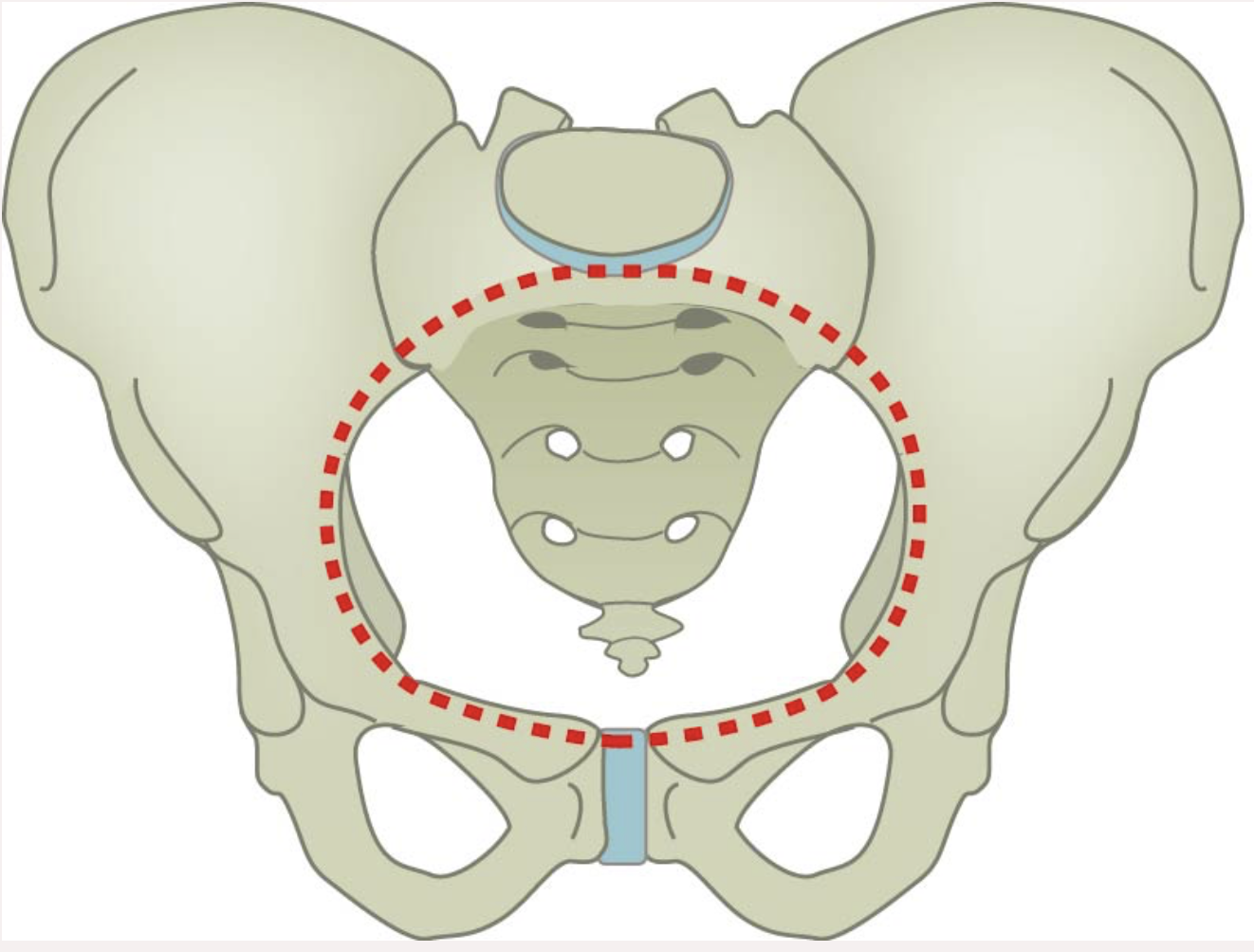 Pelvic Inlet vs Outlet? Let me tell you what you need to know! — Rooted ...