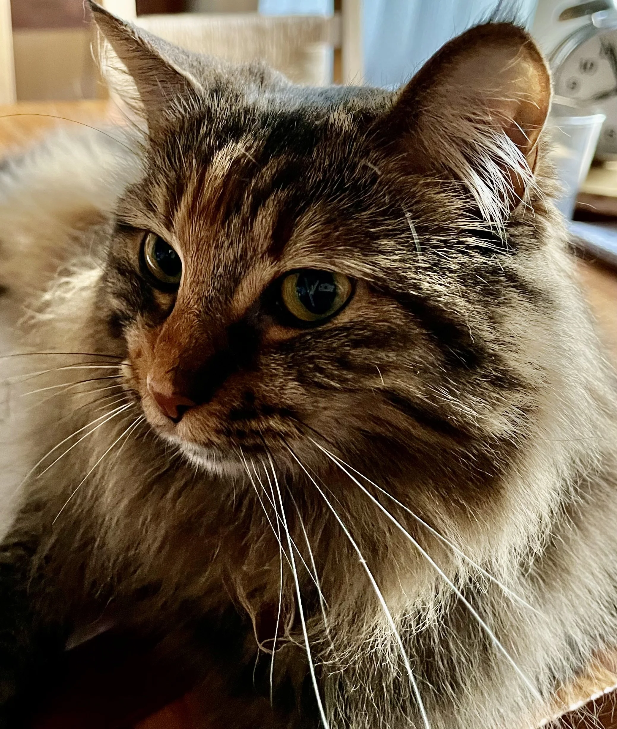 Pet's Point of View
