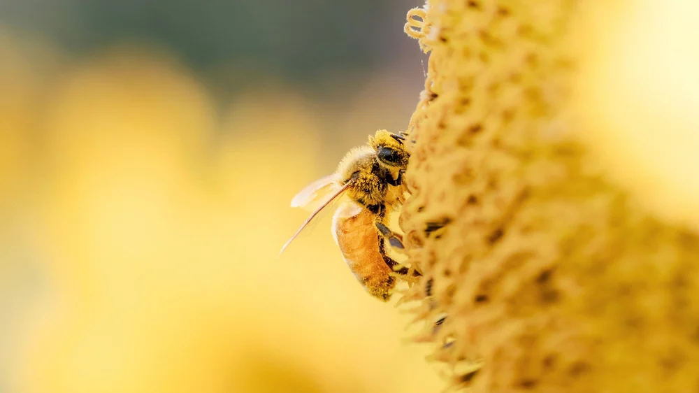 Bee Vaccine | Protect Your Hives Today — Dalan Biosciences
