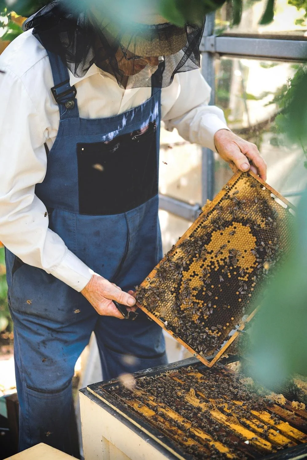 Bee Vaccine | Protect Your Hives Today — Dalan Biosciences