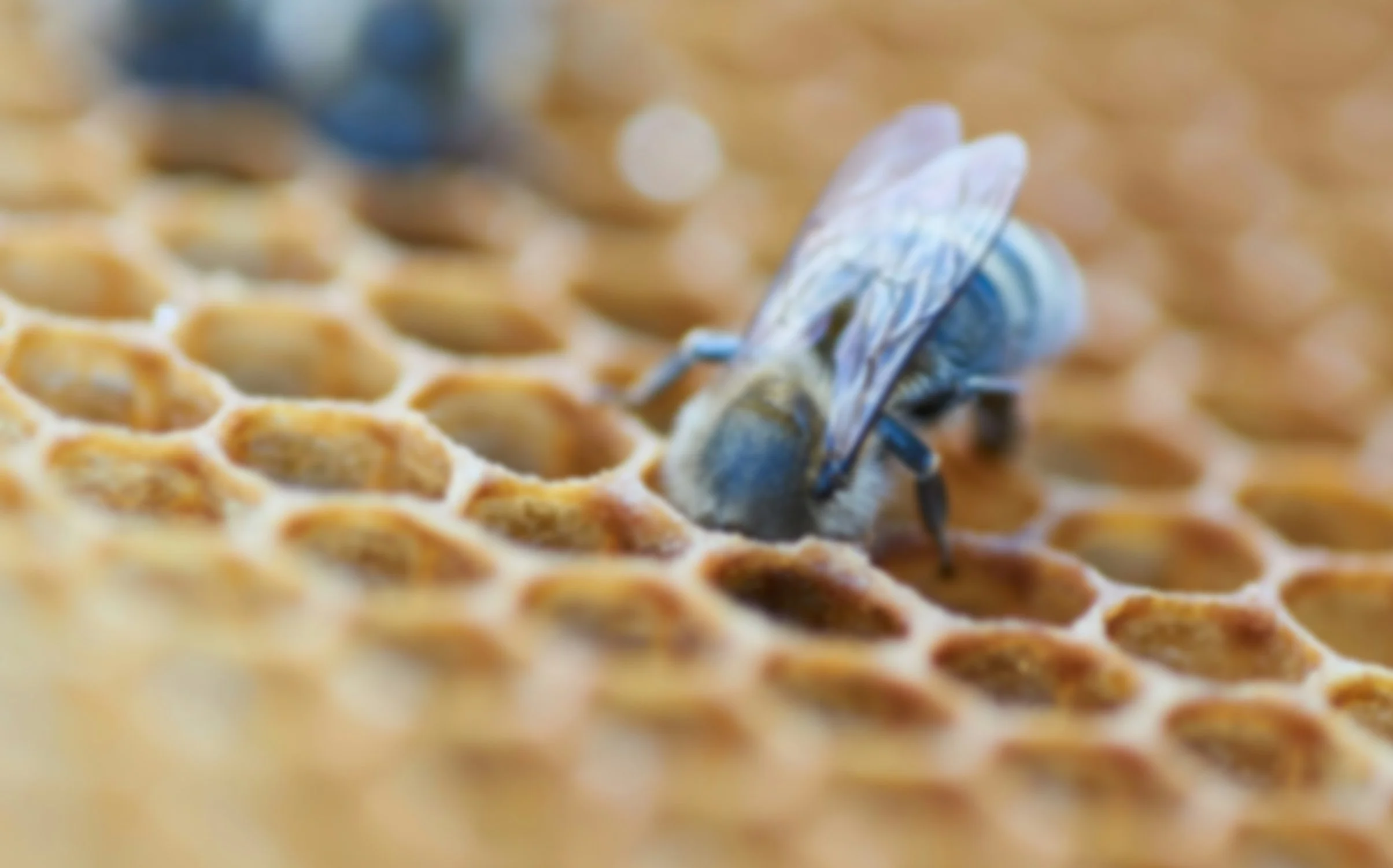 Bee Vaccine | Protect Your Hives Today — Dalan Biosciences