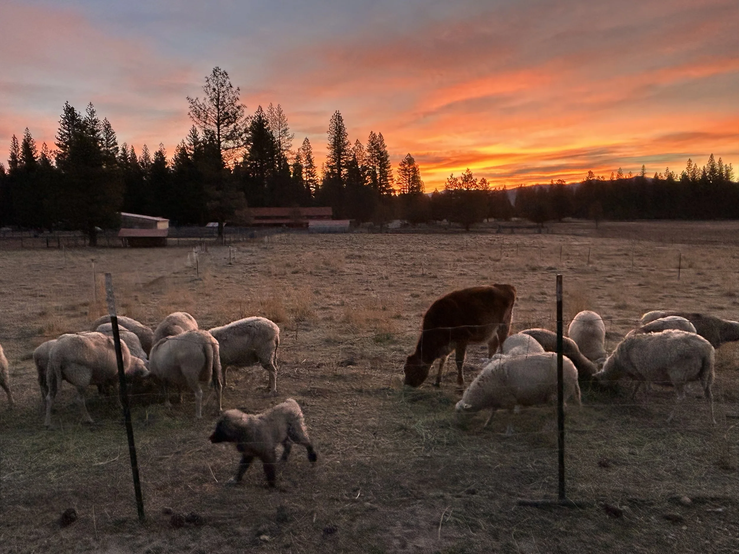 Harvey Sheep & Wool | Lamb | Blankets | Felted Soaps | Calpine, CA