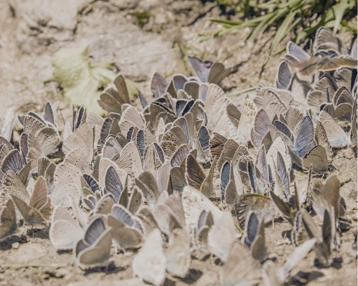 BUTTERFLY EFFECT WITH LISA