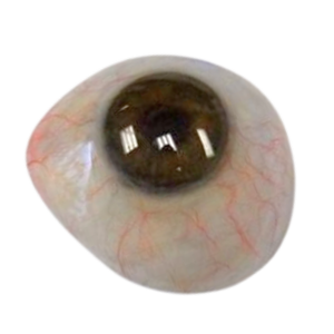 Ocular Prosthesis | From Fun to Realistic Artificial Eyes — Maloney's ...