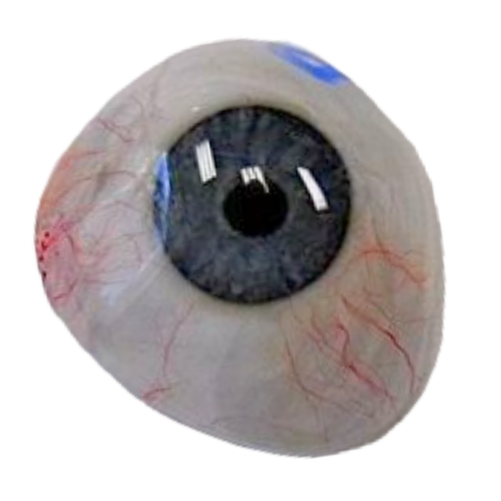 Ocular Prosthesis | From Fun to Realistic Artificial Eyes — Maloney's ...