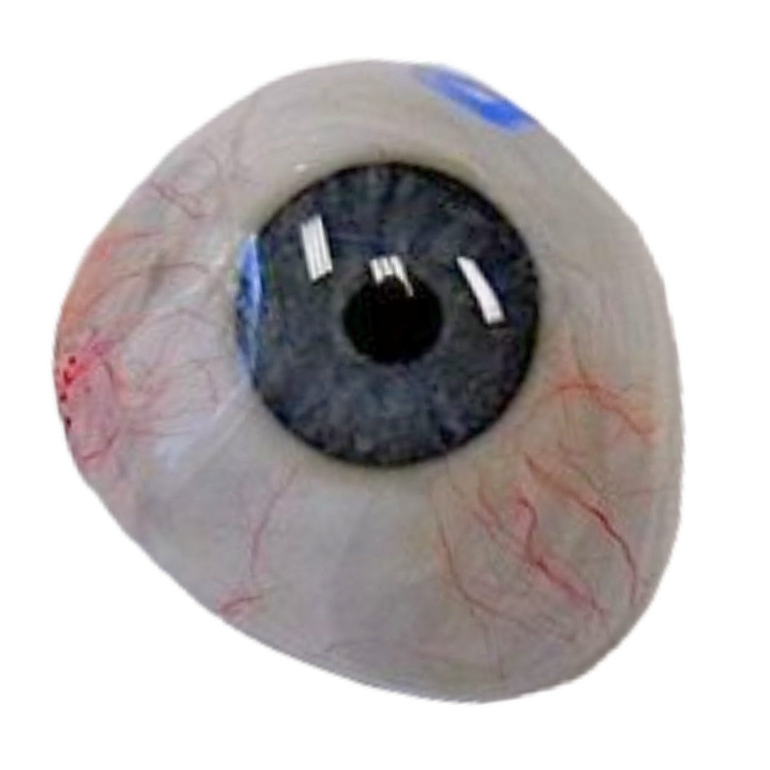 Ocular Prosthesis | From Fun to Realistic Artificial Eyes — Maloney's ...