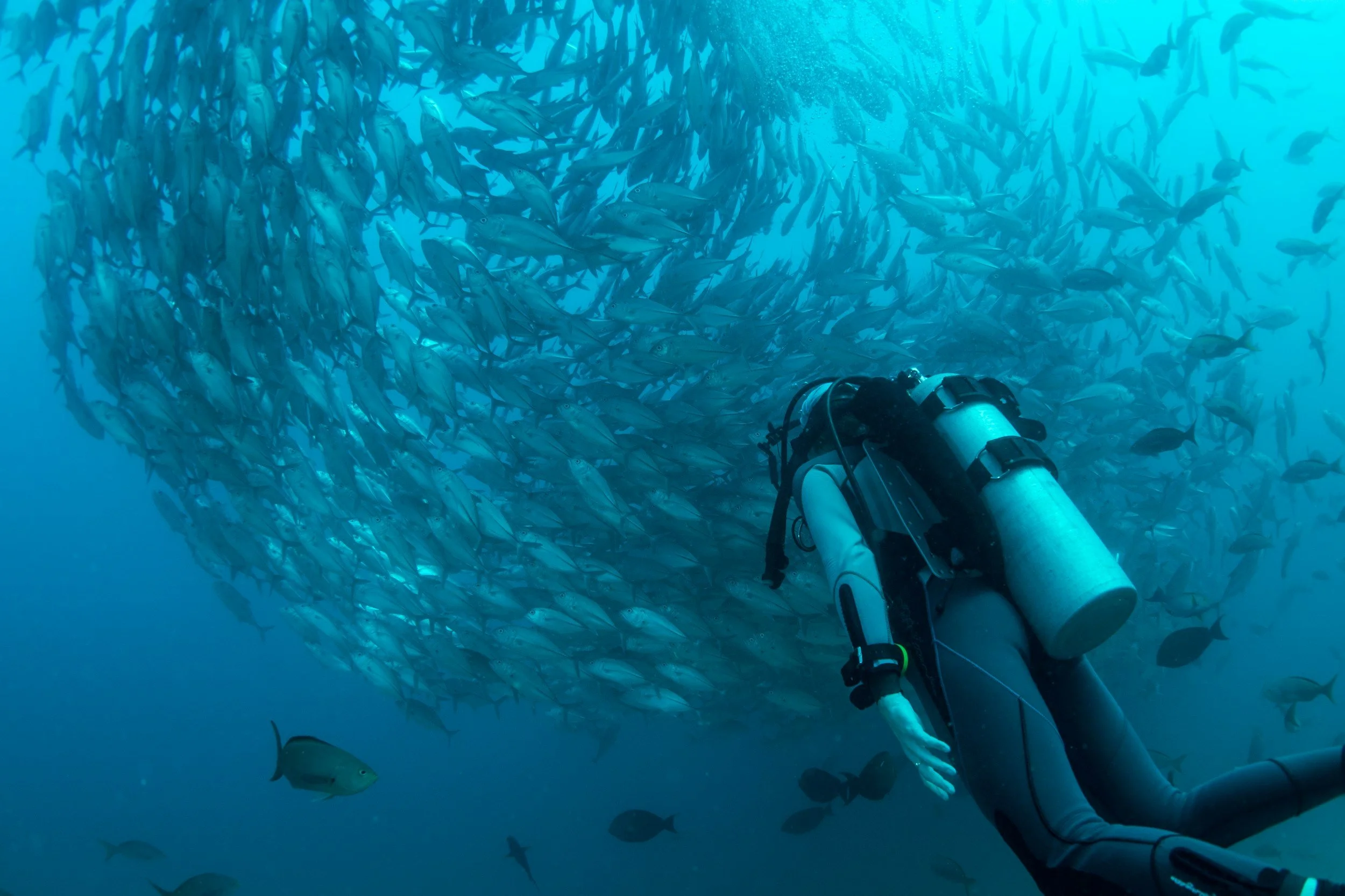 Tonga - Bucket List Swim with Whales | Discover & Dive In Today! — The ...