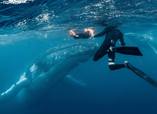 Tonga - Bucket List Swim with Whales | Discover & Dive In Today! — The ...