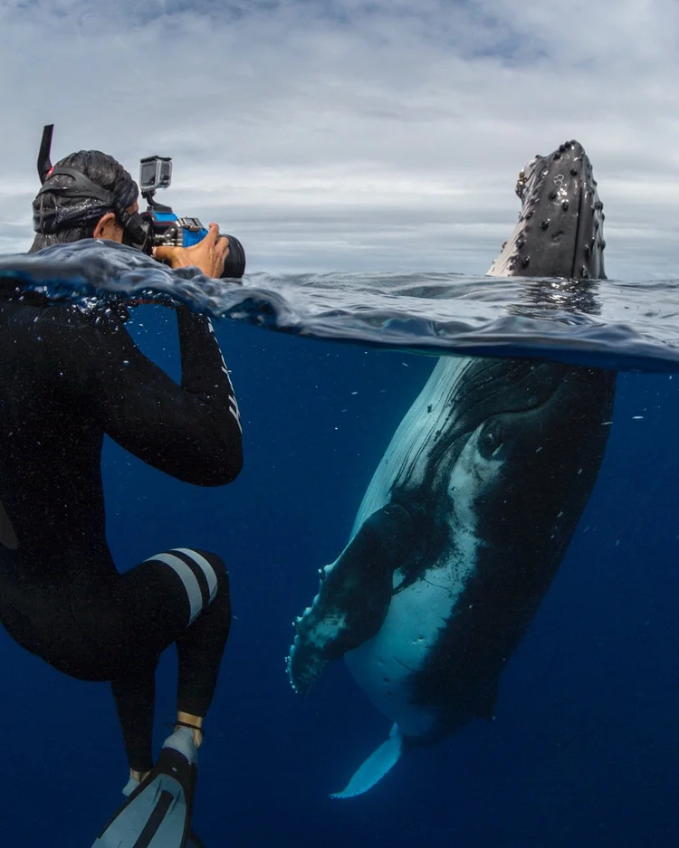 Tonga - Bucket List Swim with Whales | Discover & Dive In Today! — The ...
