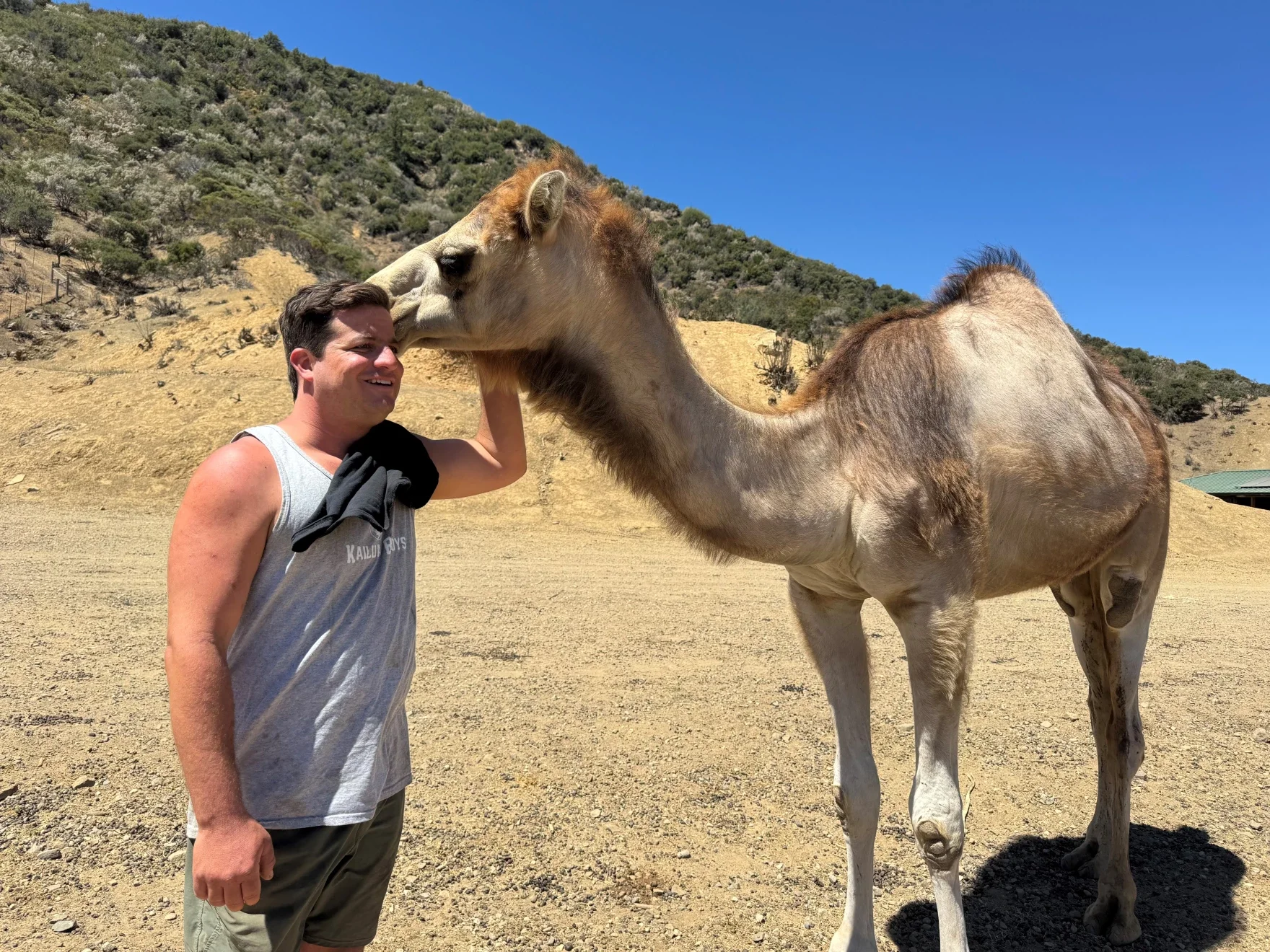 Rescue Camel Albert and His Human Best Friend Highlighted in KCLU Local ...