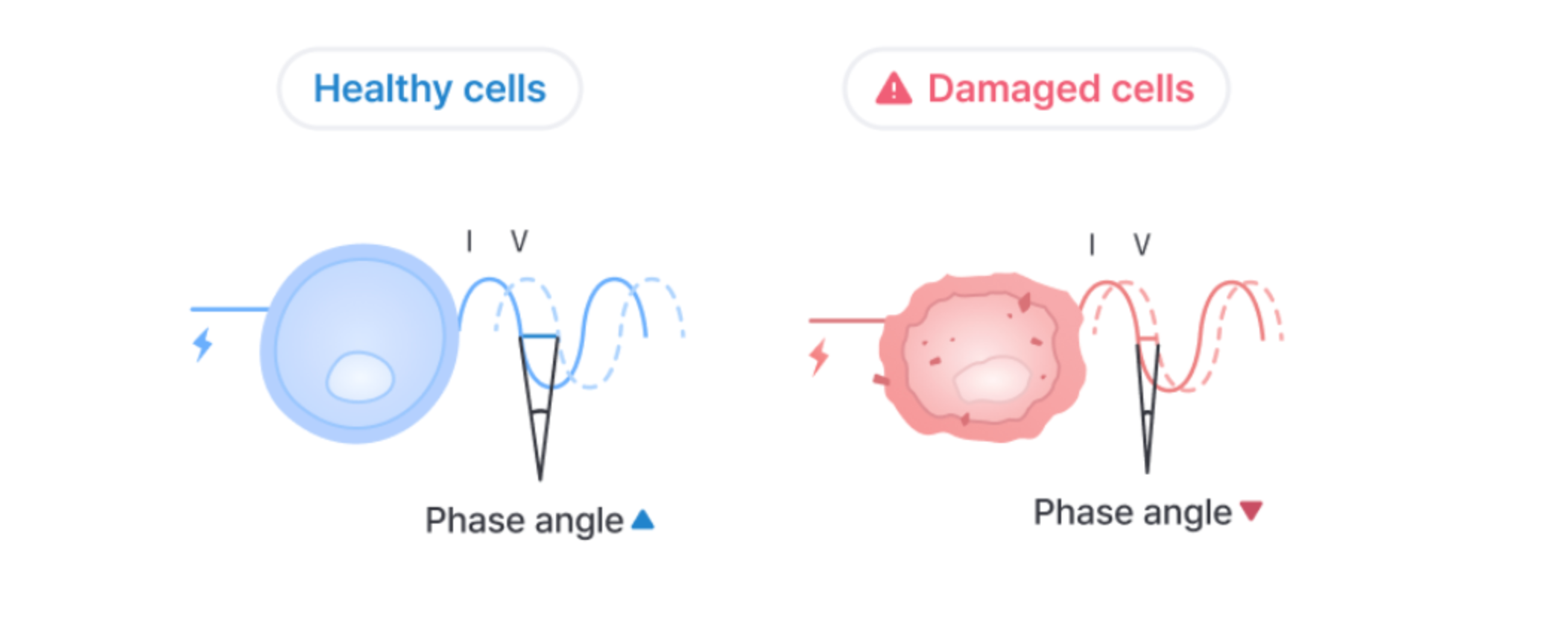 Phase Angles: The Unknown Metric That Tracks Cell Health — Verro ...