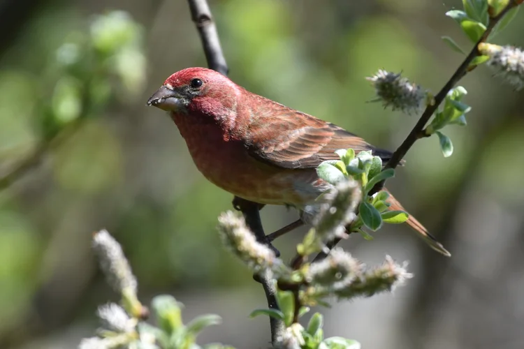 Birding Resources — Seven Capes Bird Alliance