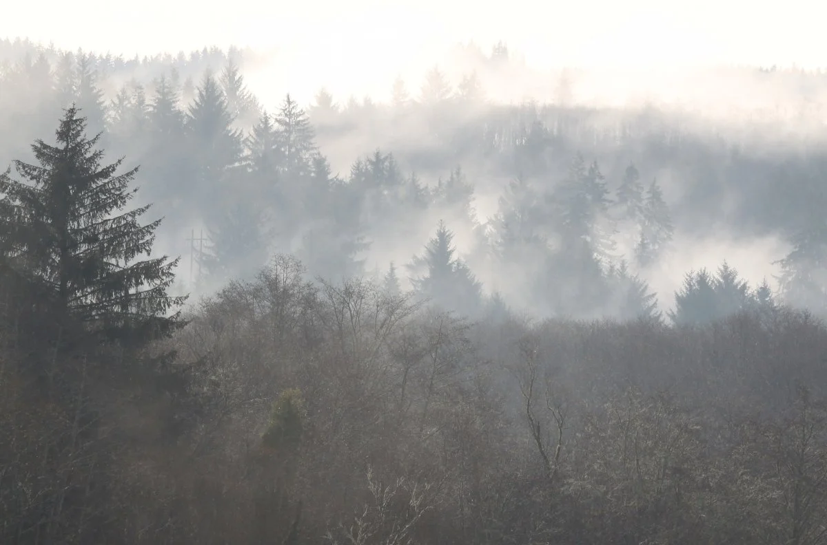 Action Alert: Help us keep Oregon State Forest protections on track ...