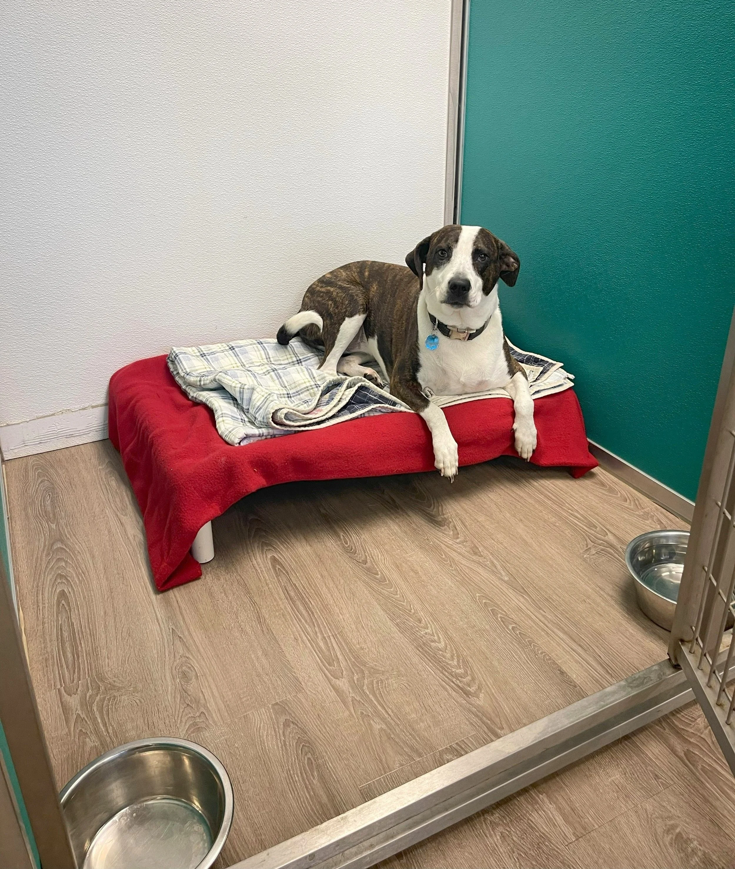 Overnight Boarding | Ruff House Resort — Ruff House Resort