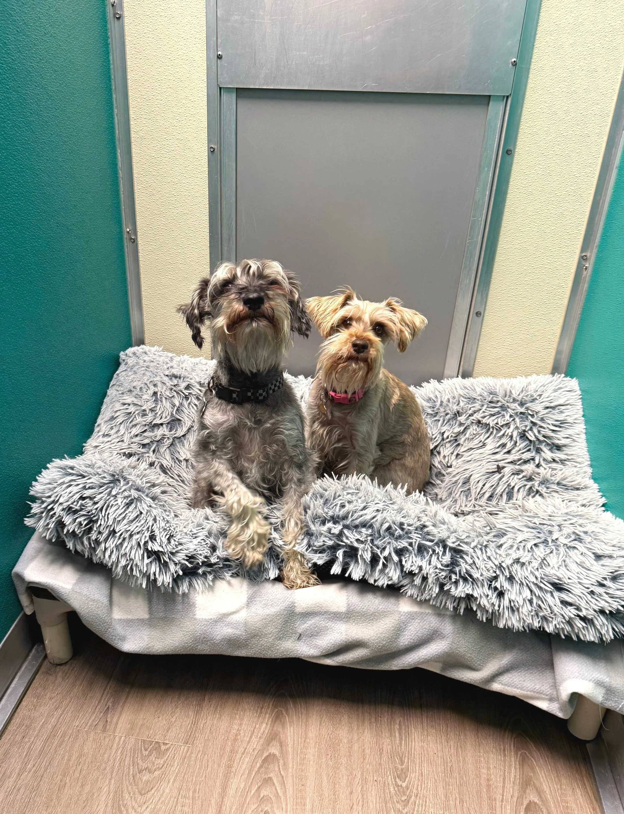 Overnight Boarding | Ruff House Resort — Ruff House Resort