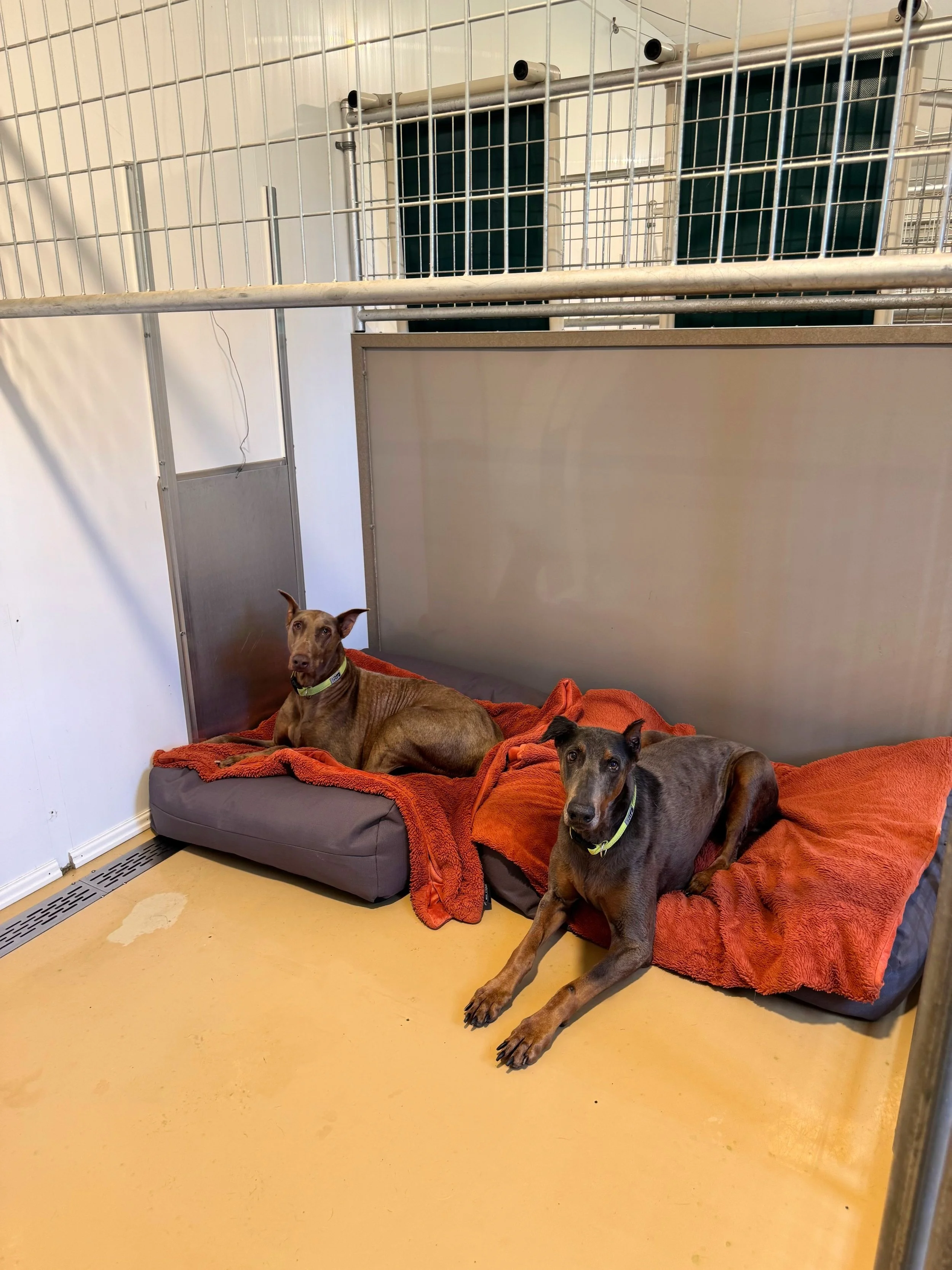 Overnight Boarding | Ruff House Resort — Ruff House Resort