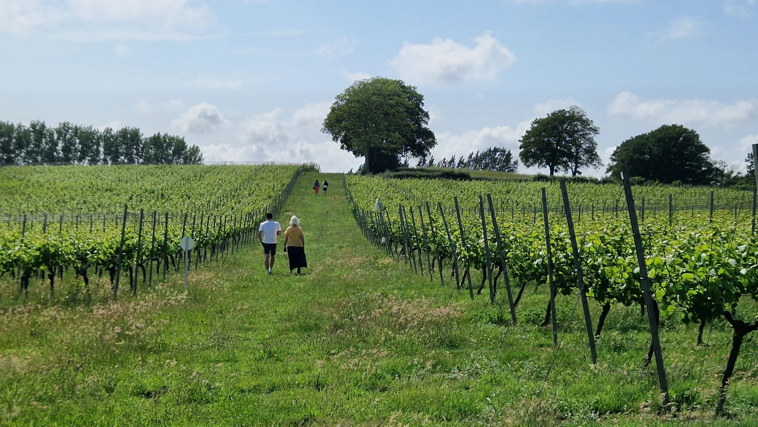 Albourne Estate | Discover, Taste, Visit Today — Shuttle & Vine