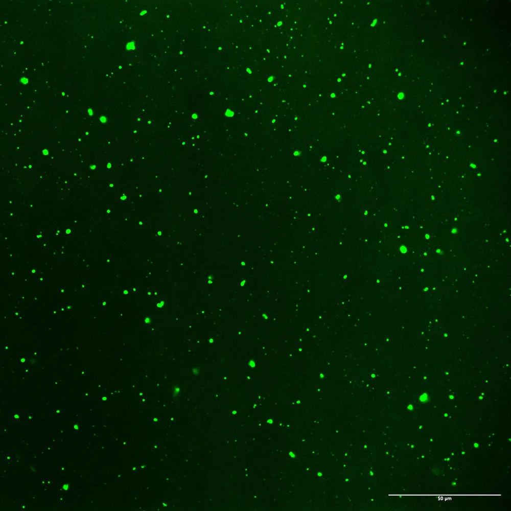Wittmann Lab IMB Mainz