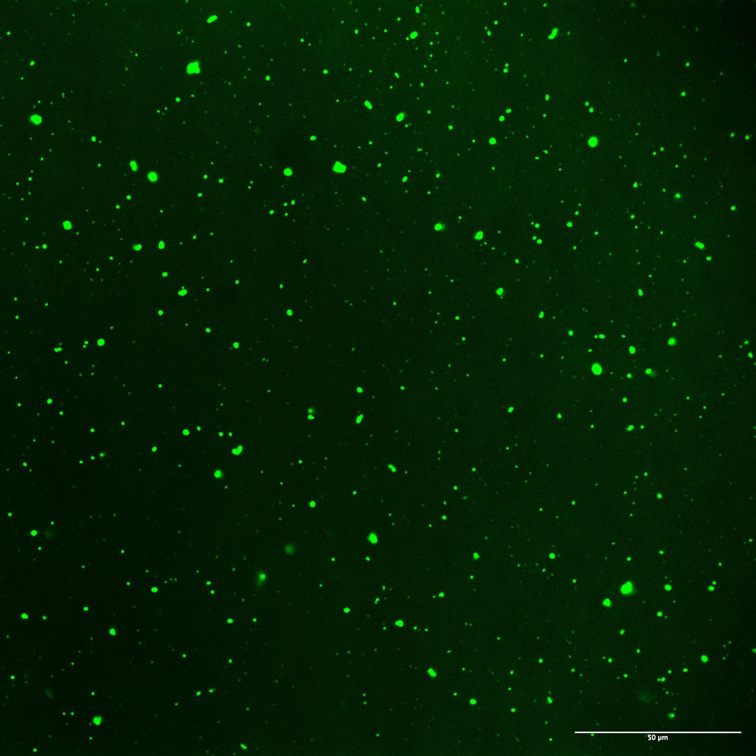 Wittmann Lab IMB Mainz
