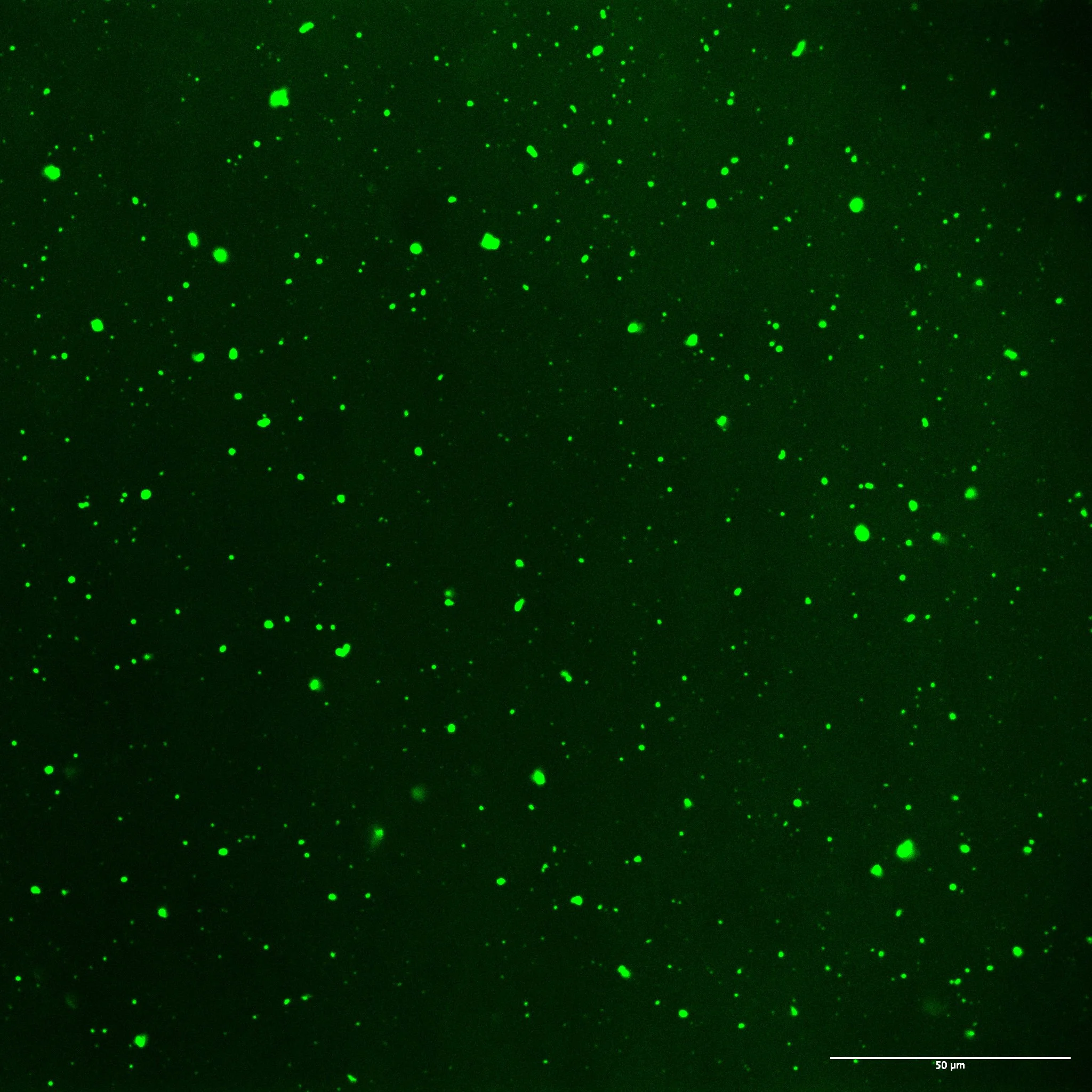 Wittmann Lab IMB Mainz