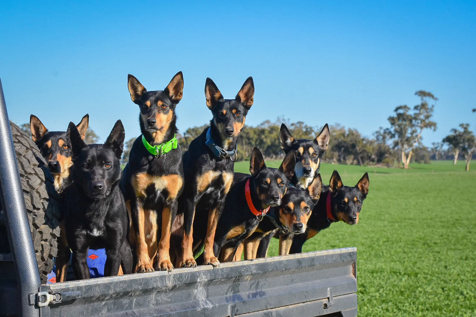 The only dry pet food that isn't filled with carbs!