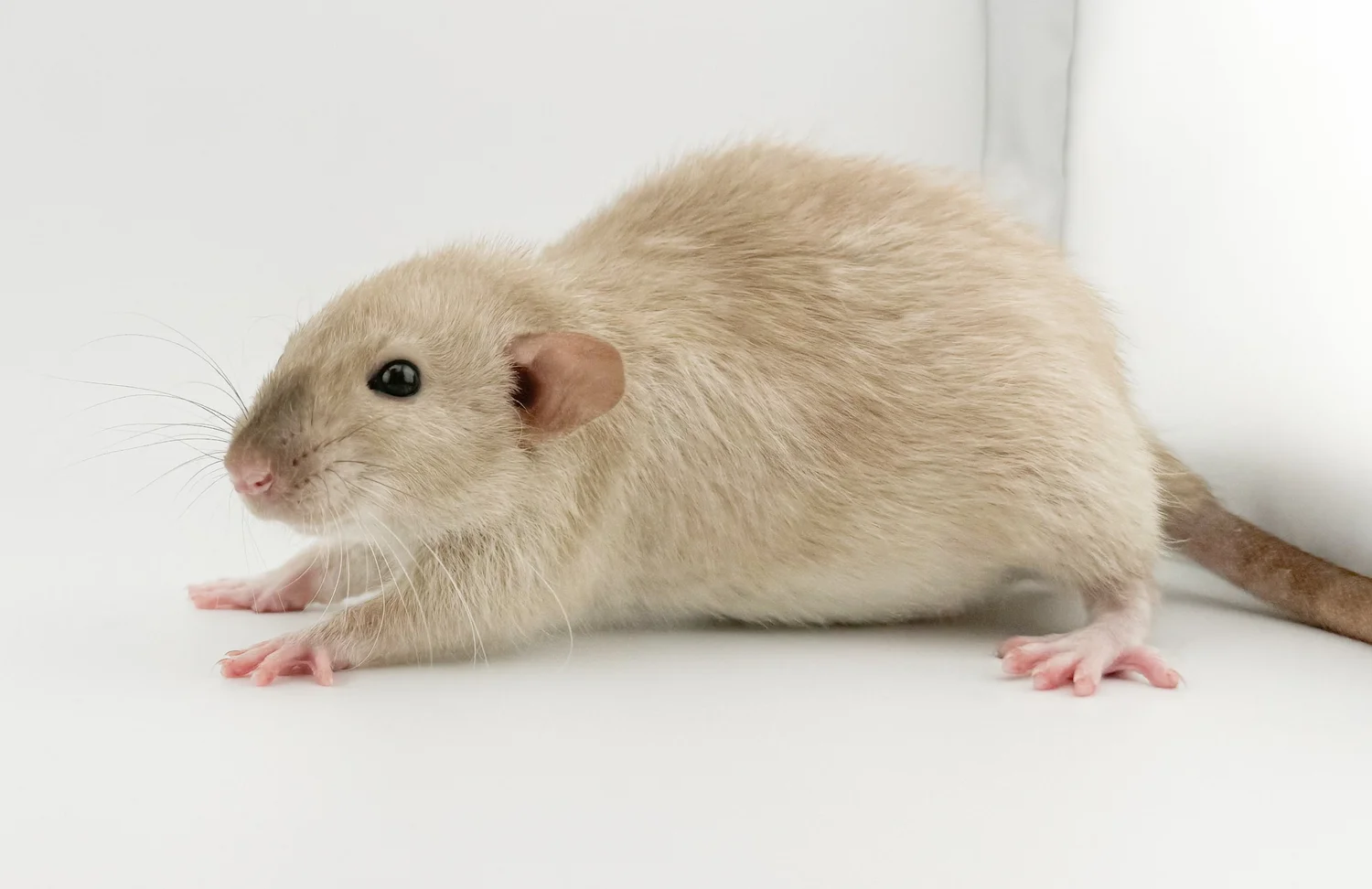 Rat Coats, Colors & Patterns We Offer | Varieties at Coastline Pets ...