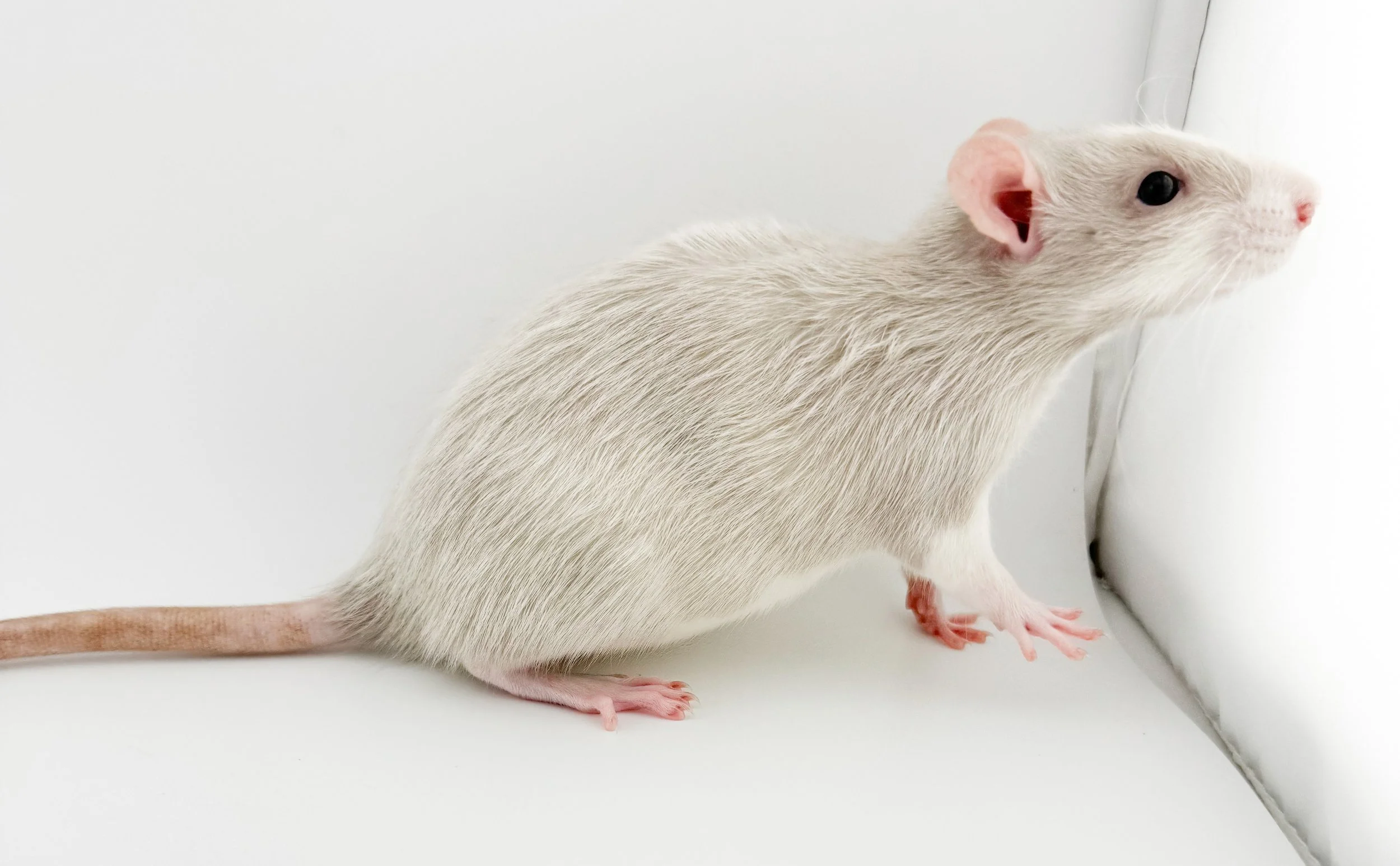 Rat Coats, Colors & Patterns We Offer | Varieties at Coastline Pets ...