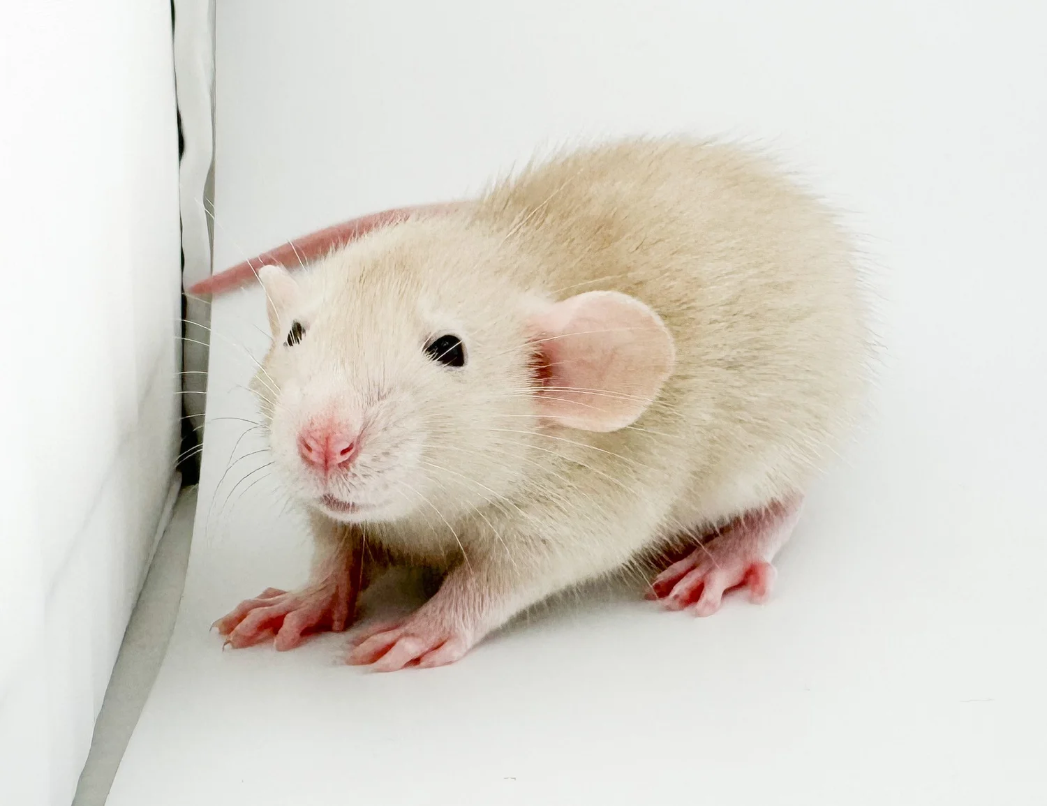 Rat Coats, Colors & Patterns We Offer | Varieties at Coastline Pets ...